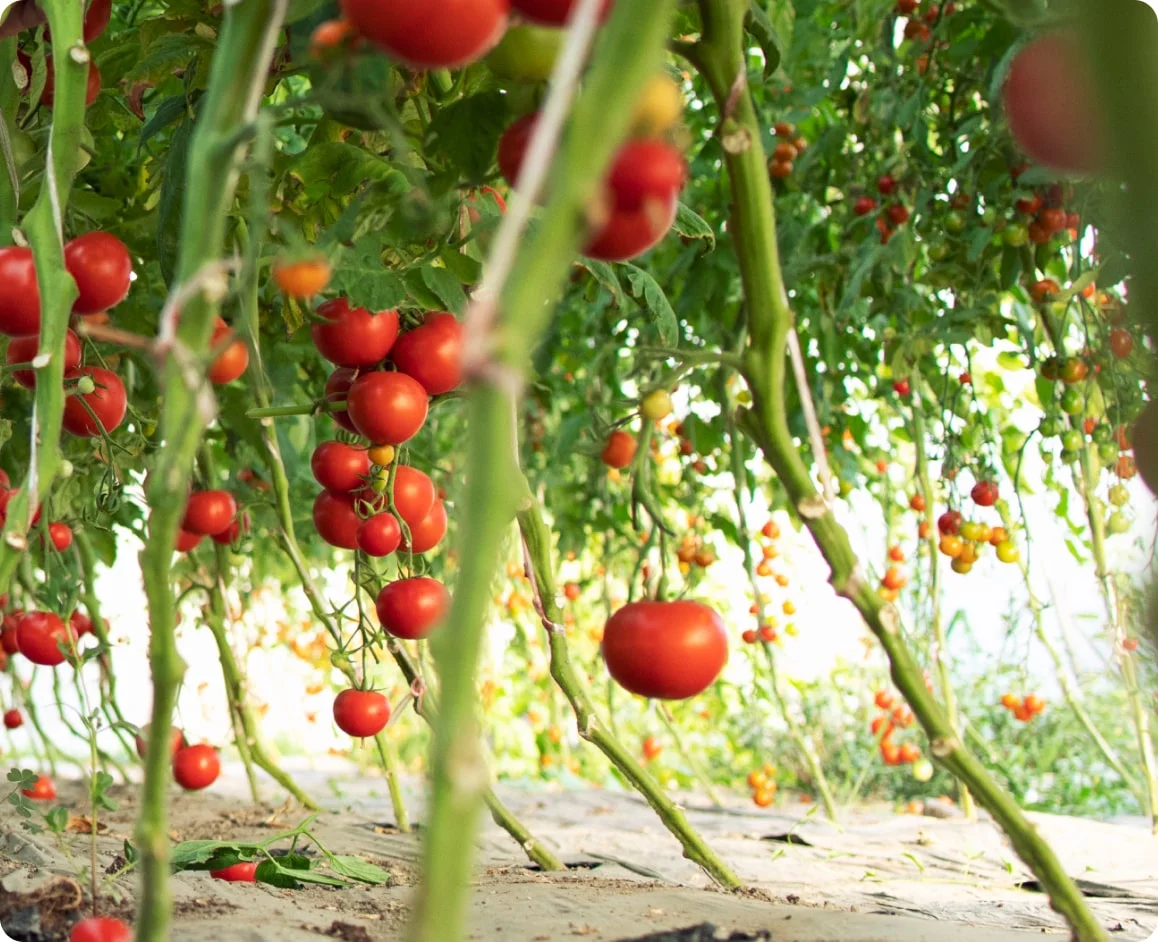 About Us – Baraka Foods